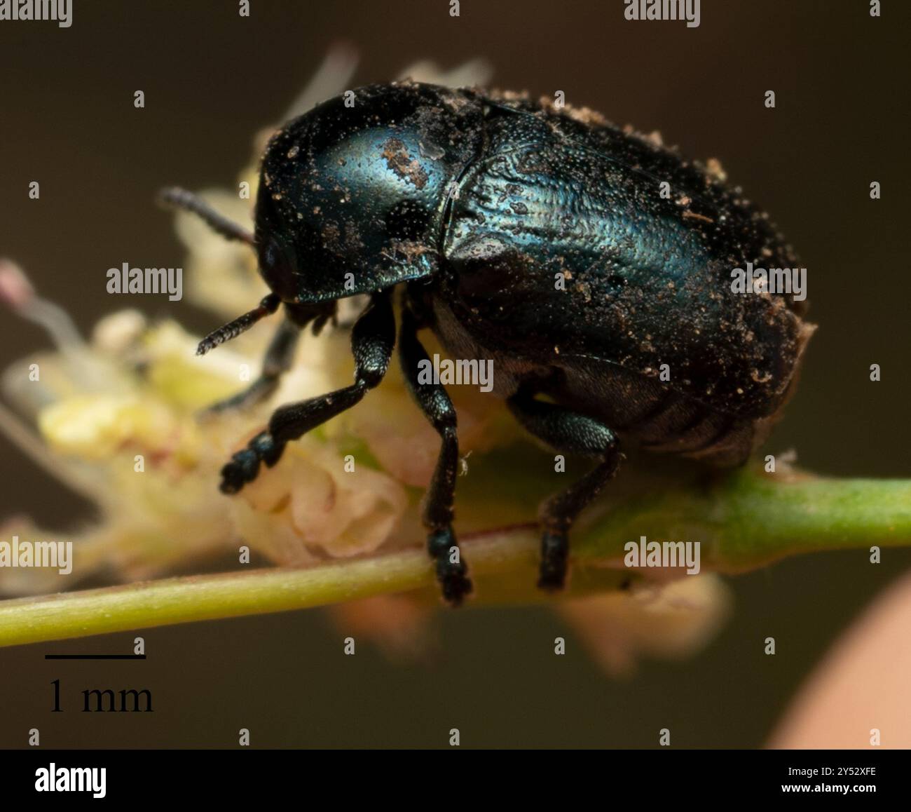 Red-shouldered Leaf Beetle (Saxinis saucia) Insecta Stock Photo - Alamy