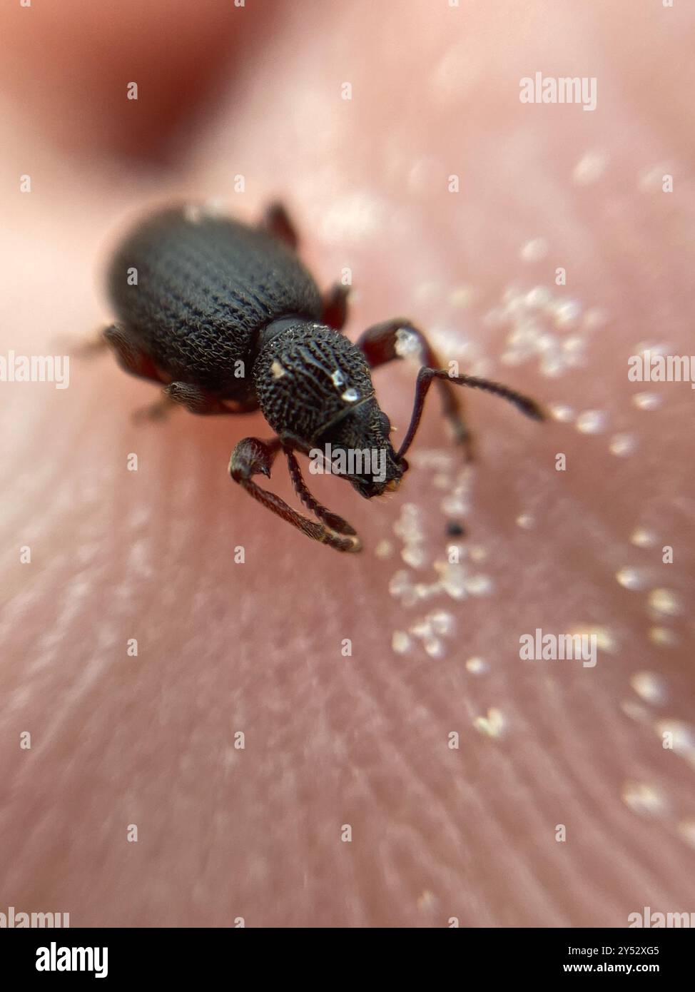 Strawberry Root Weevil (Otiorhynchus ovatus) Insecta Stock Photo - Alamy