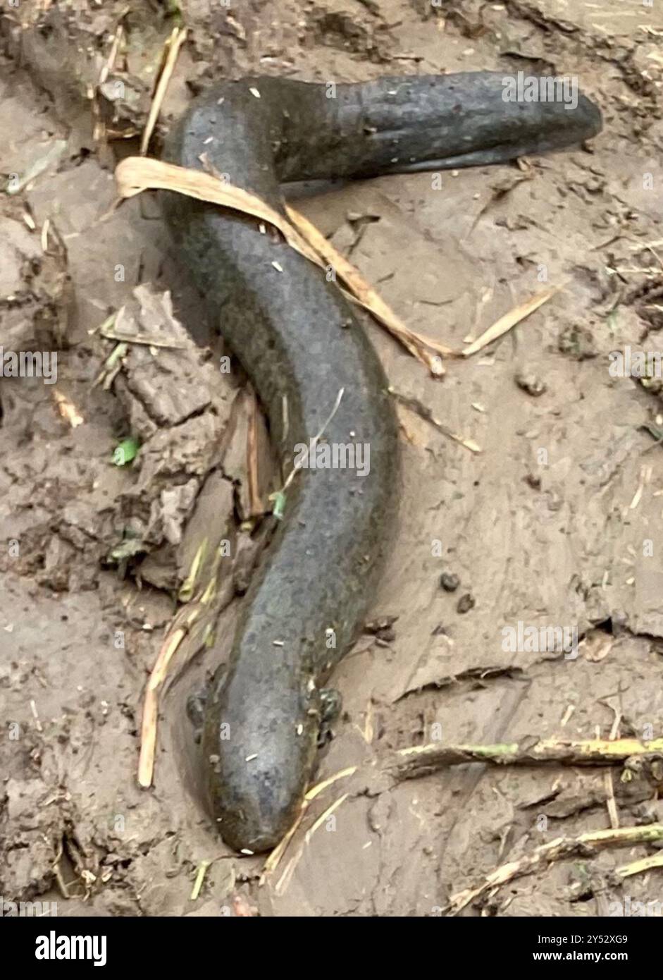 Western Lesser Siren (Siren nettingi) Amphibia Stock Photo - Alamy