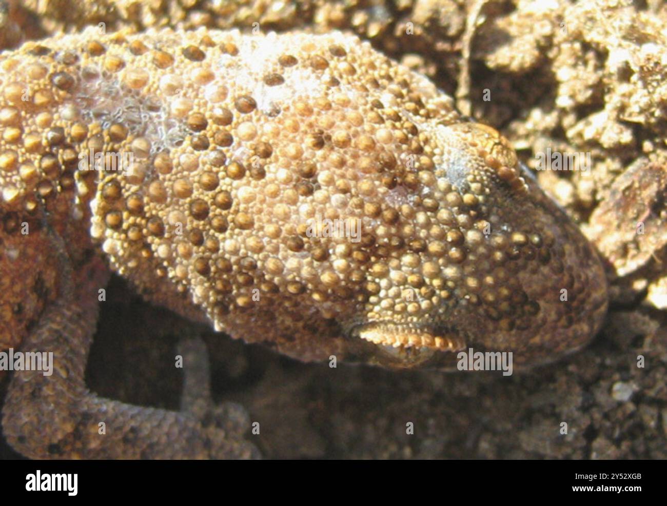 Cape Thick-toed Gecko (Pachydactylus capensis) Reptilia Stock Photo - Alamy