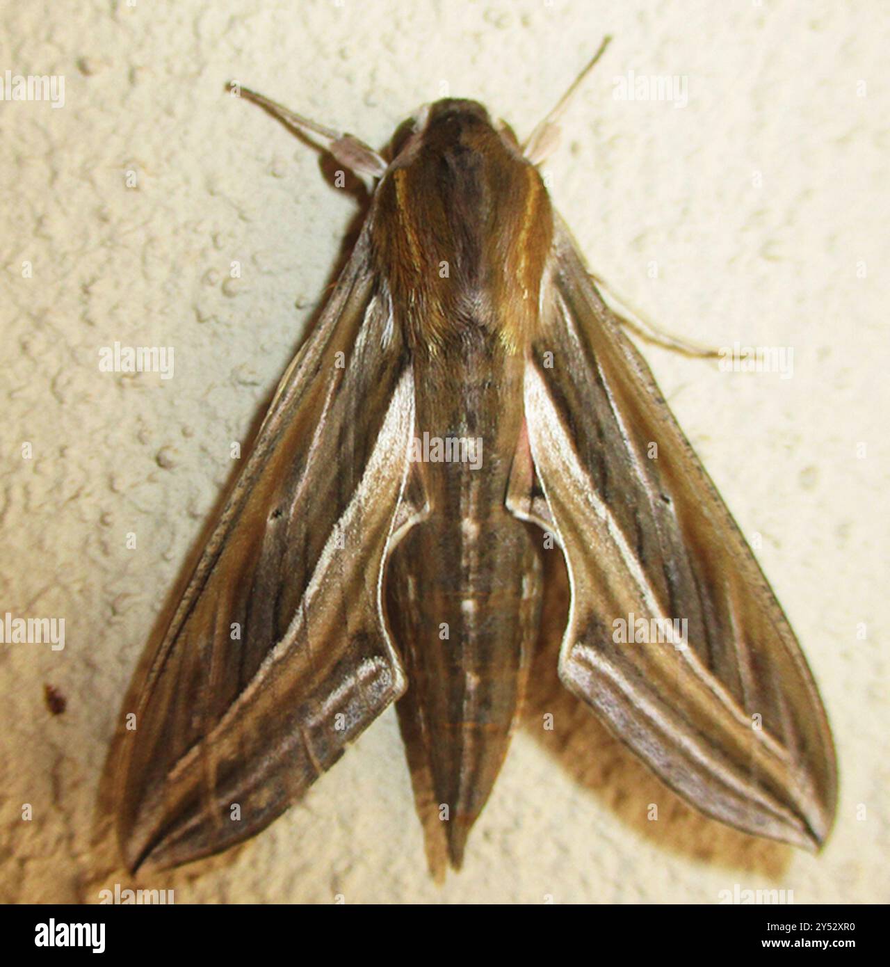 Vine Hawkmoth (Hippotion celerio) Insecta Stock Photo - Alamy