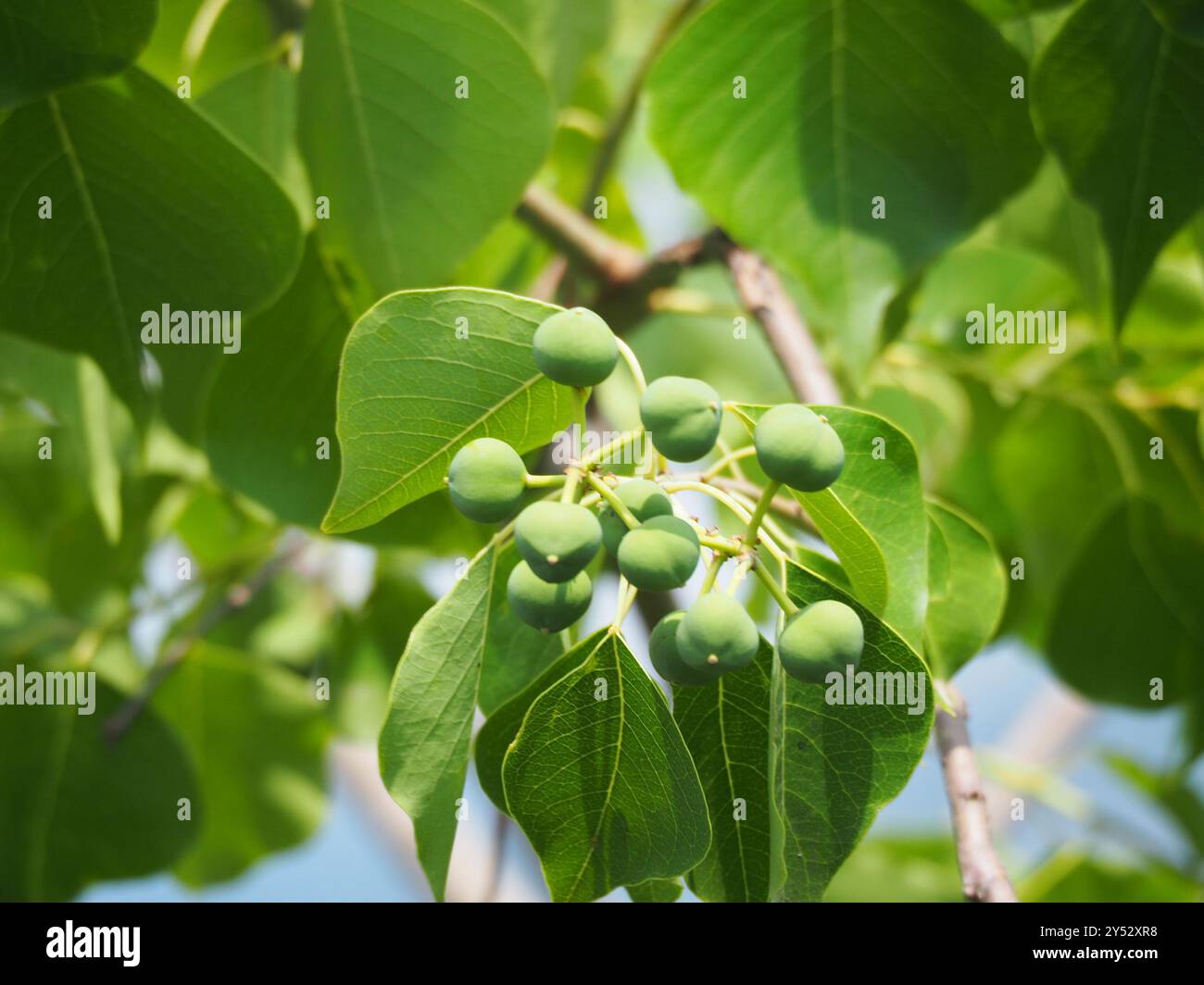 Chinese Tallow (Triadica sebifera) Plantae Stock Photo - Alamy