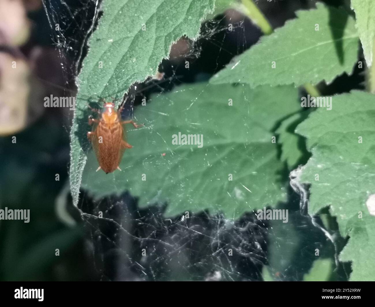Tawny Cockroach (Ectobius pallidus) Insecta Stock Photo - Alamy