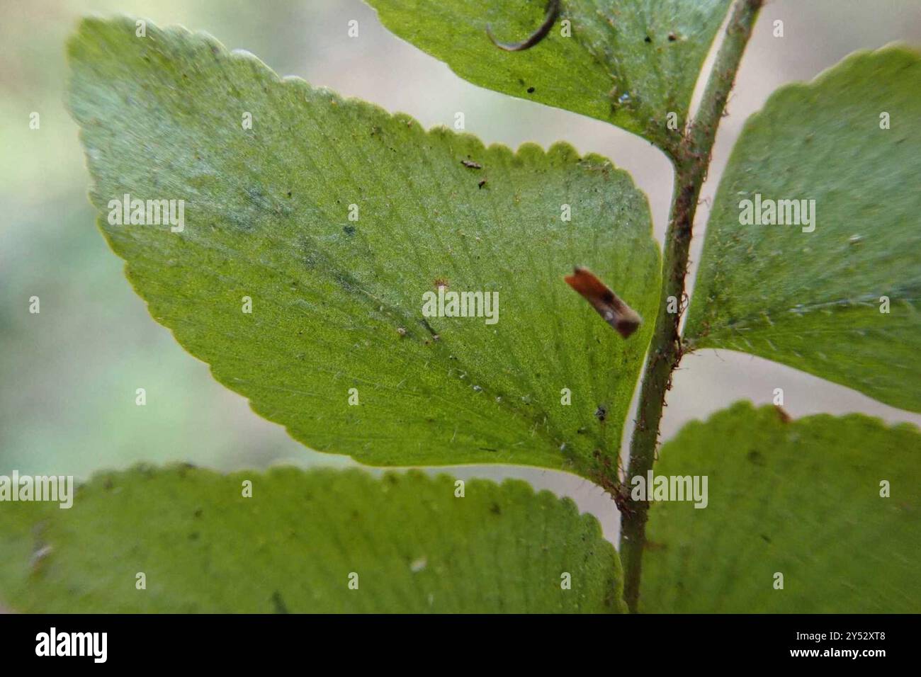Drège's Flowering Fern (Anemia dregeana) Plantae Stock Photo - Alamy