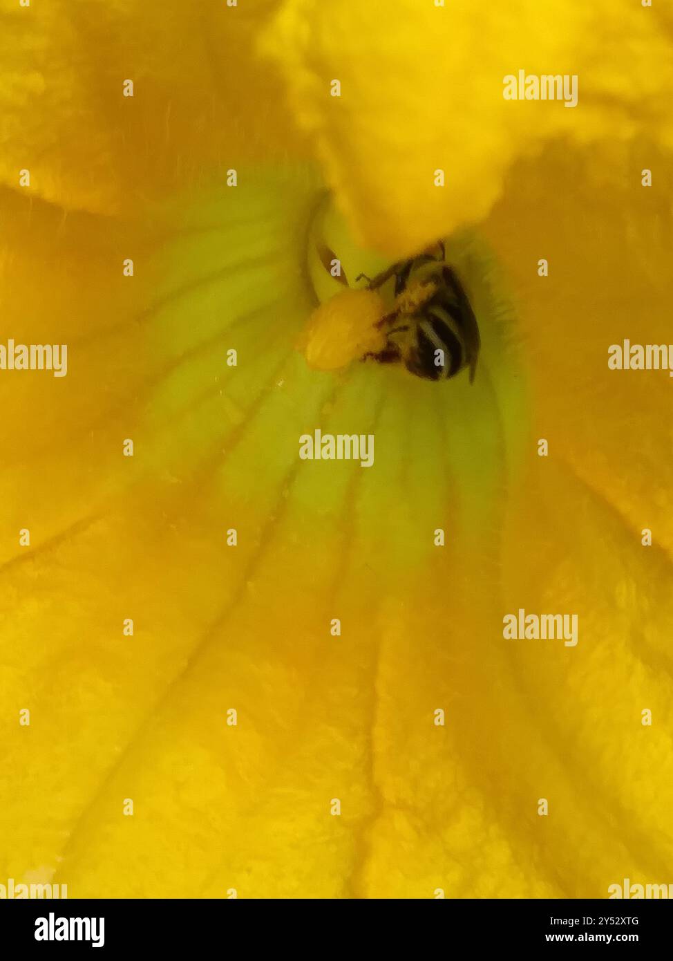 Pruinose Squash Bee (Peponapis pruinosa) Insecta Stock Photo - Alamy