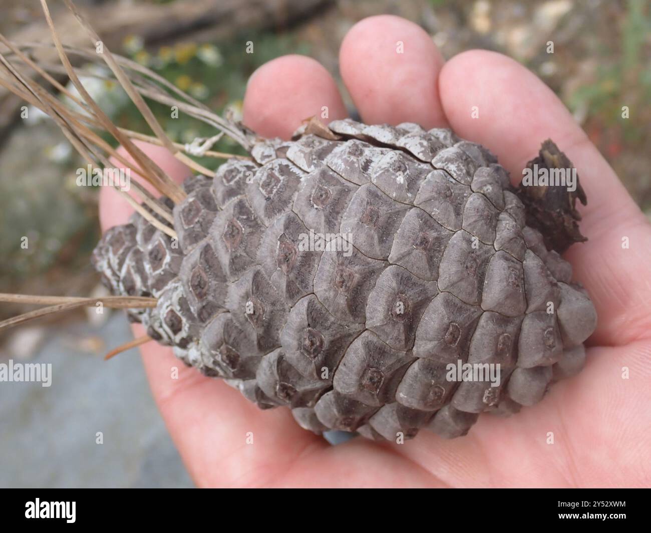 hard pines (Pinus) Plantae Stock Photo - Alamy