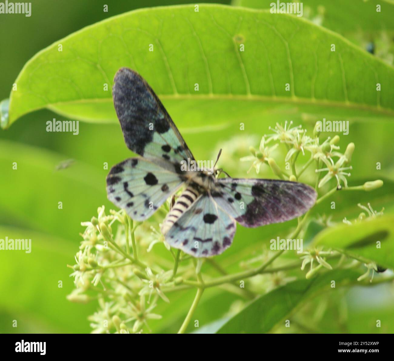 Blue Tiger Moth (Dysphania percota) Insecta Stock Photo - Alamy