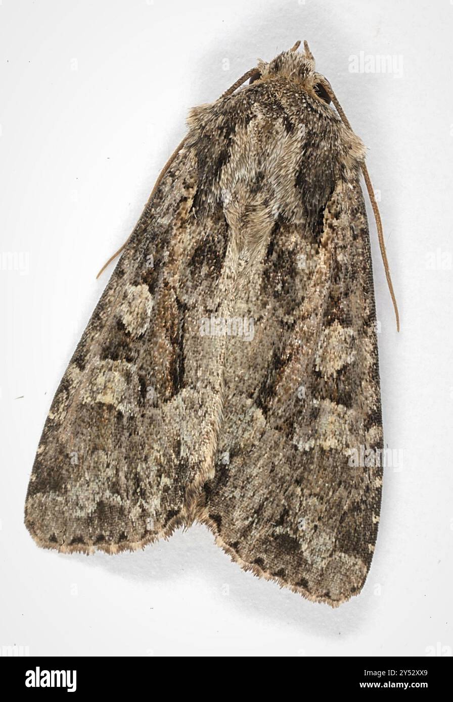 Bordered Apamea Moth (Apamea sordens) Insecta Stock Photo - Alamy