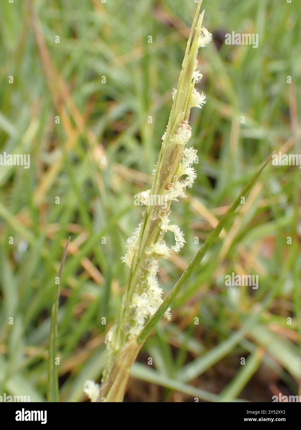 common cordgrass (Sporobolus anglicus) Plantae Stock Photo - Alamy