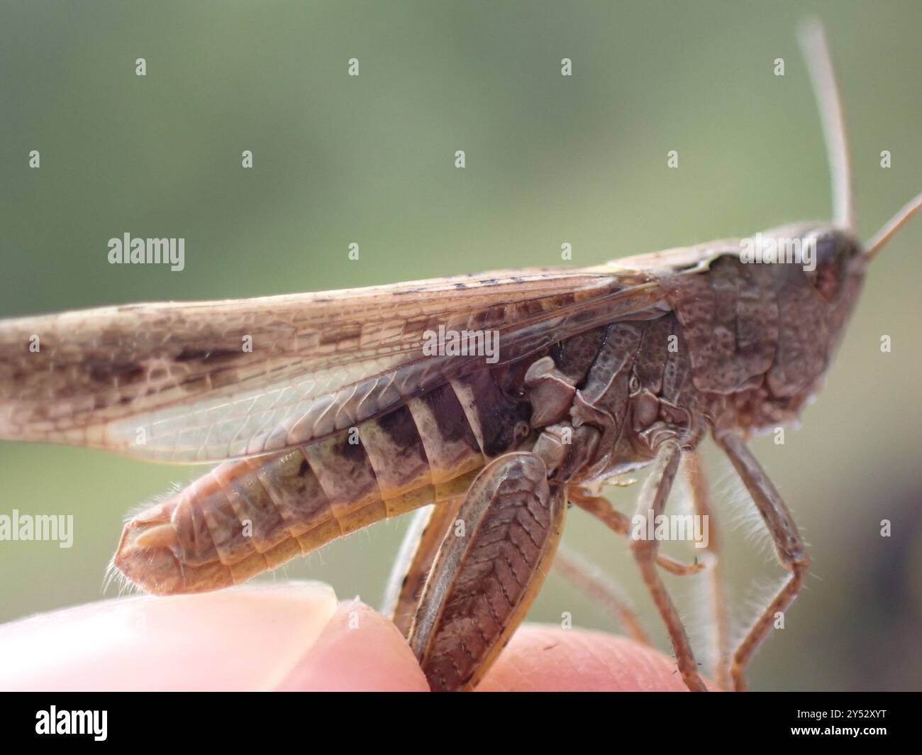 Bow-winged Grasshopper (Chorthippus biguttulus) Insecta Stock Photo - Alamy