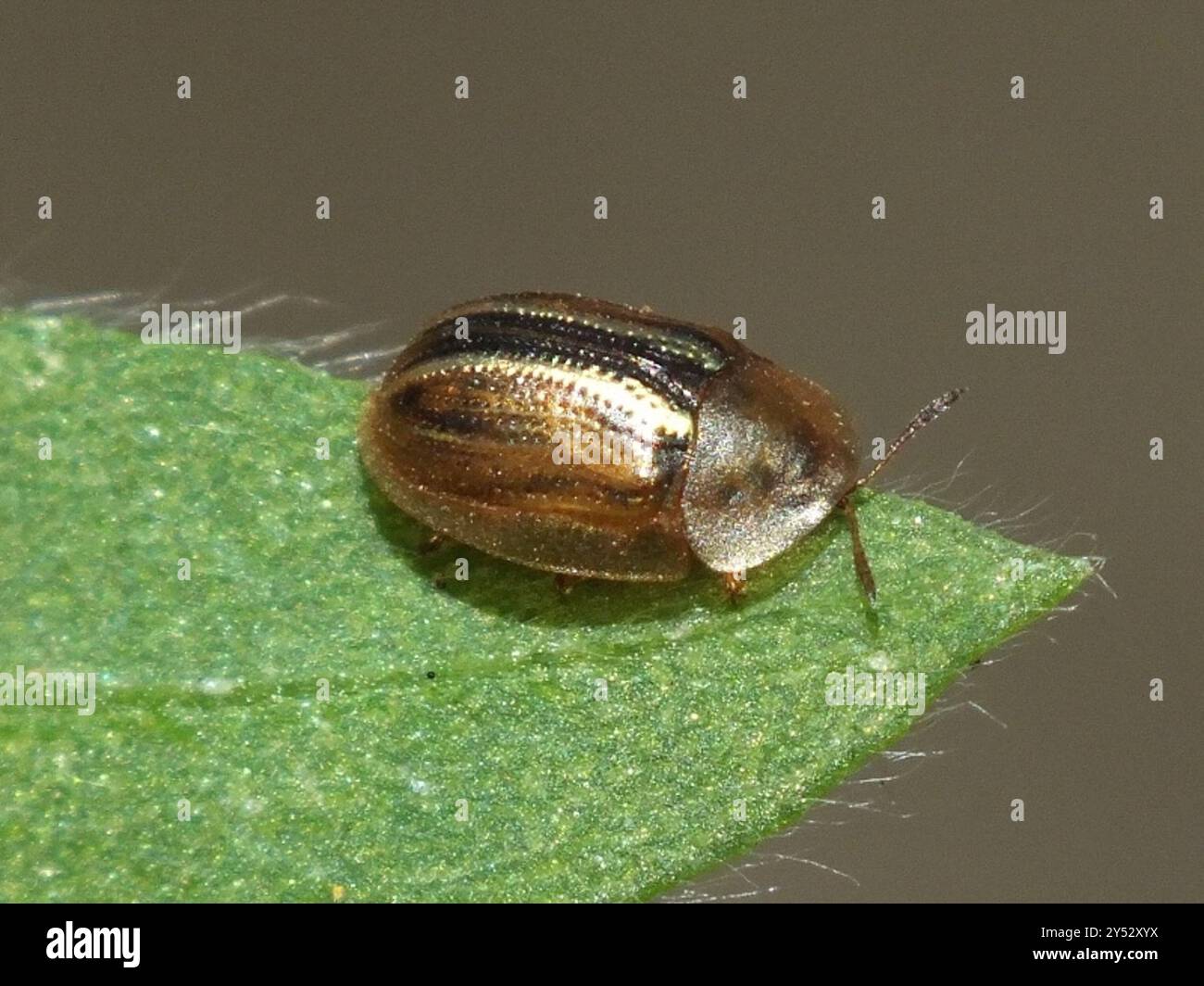(Cassida nobilis) Insecta Stock Photo - Alamy