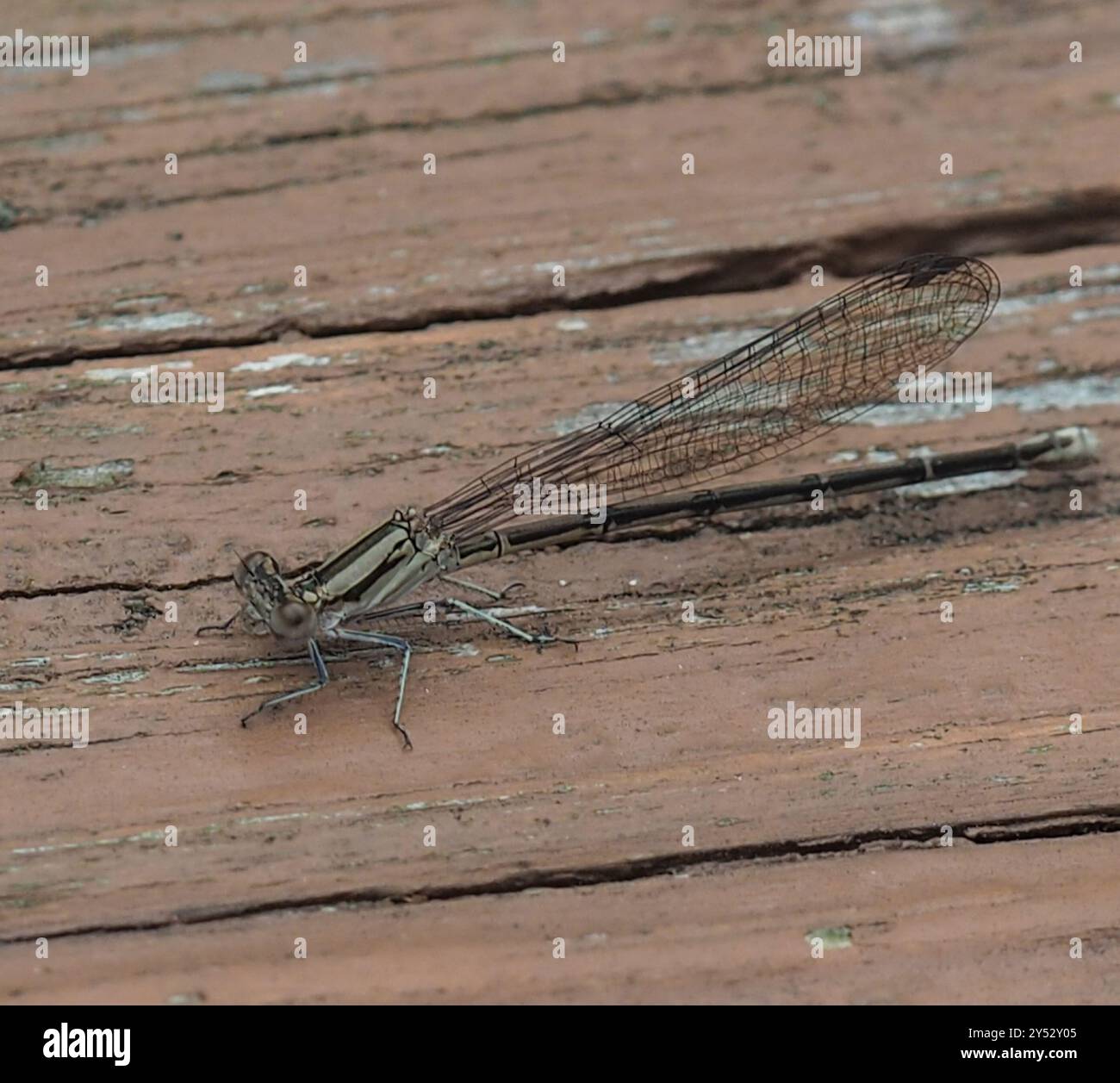 Variable Dancer (Argia fumipennis) Insecta Stock Photo - Alamy
