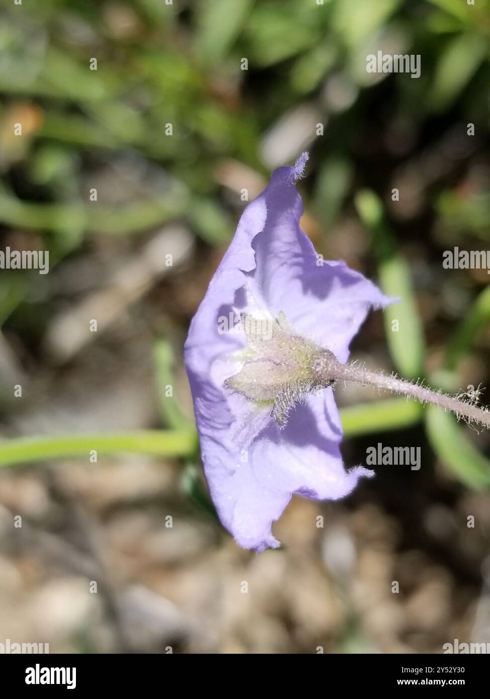 purple nightshade (Solanum xanti) Plantae Stock Photo - Alamy