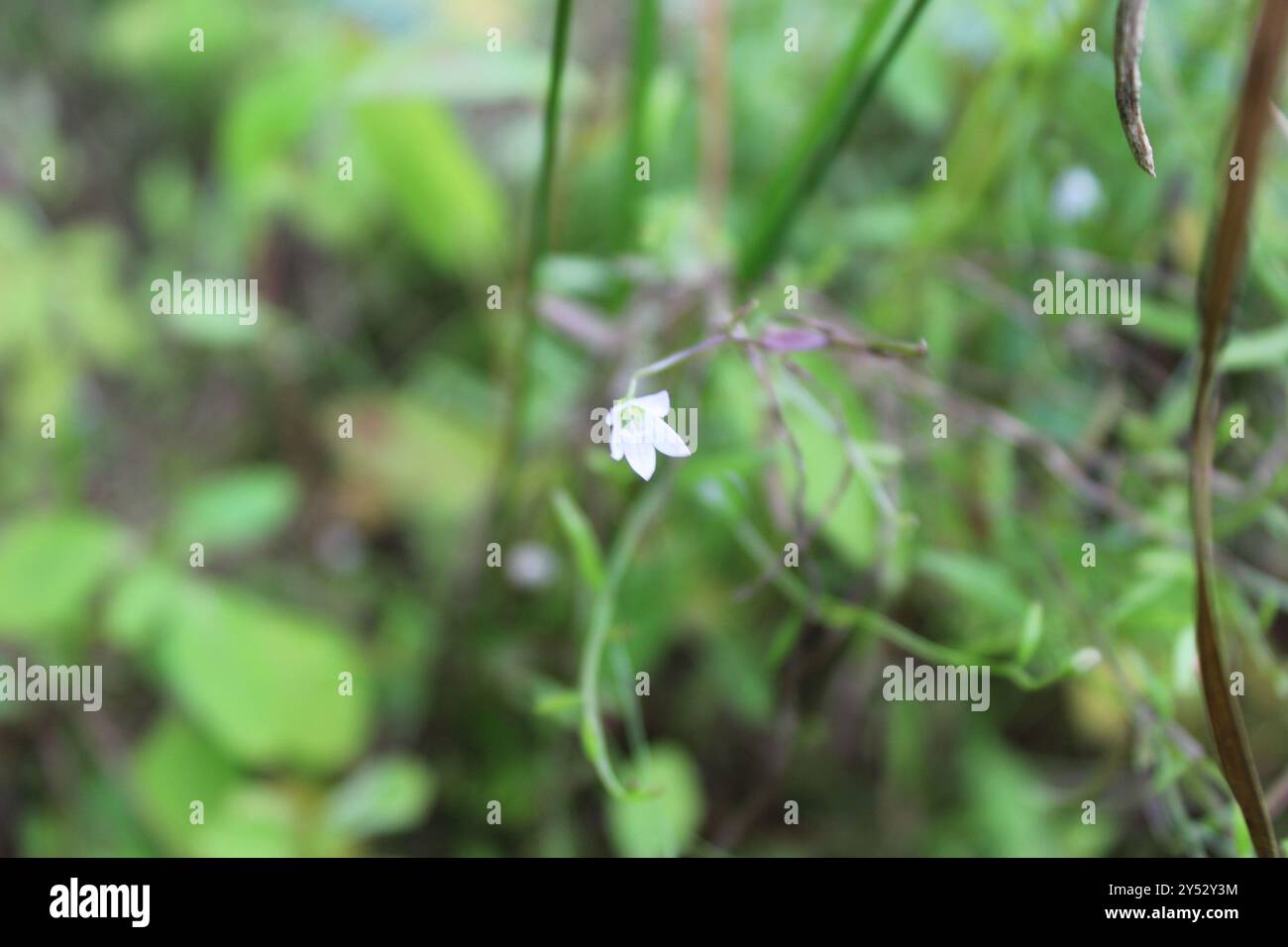 Marsh Bellflower (Palustricodon aparinoides) Plantae Stock Photo - Alamy