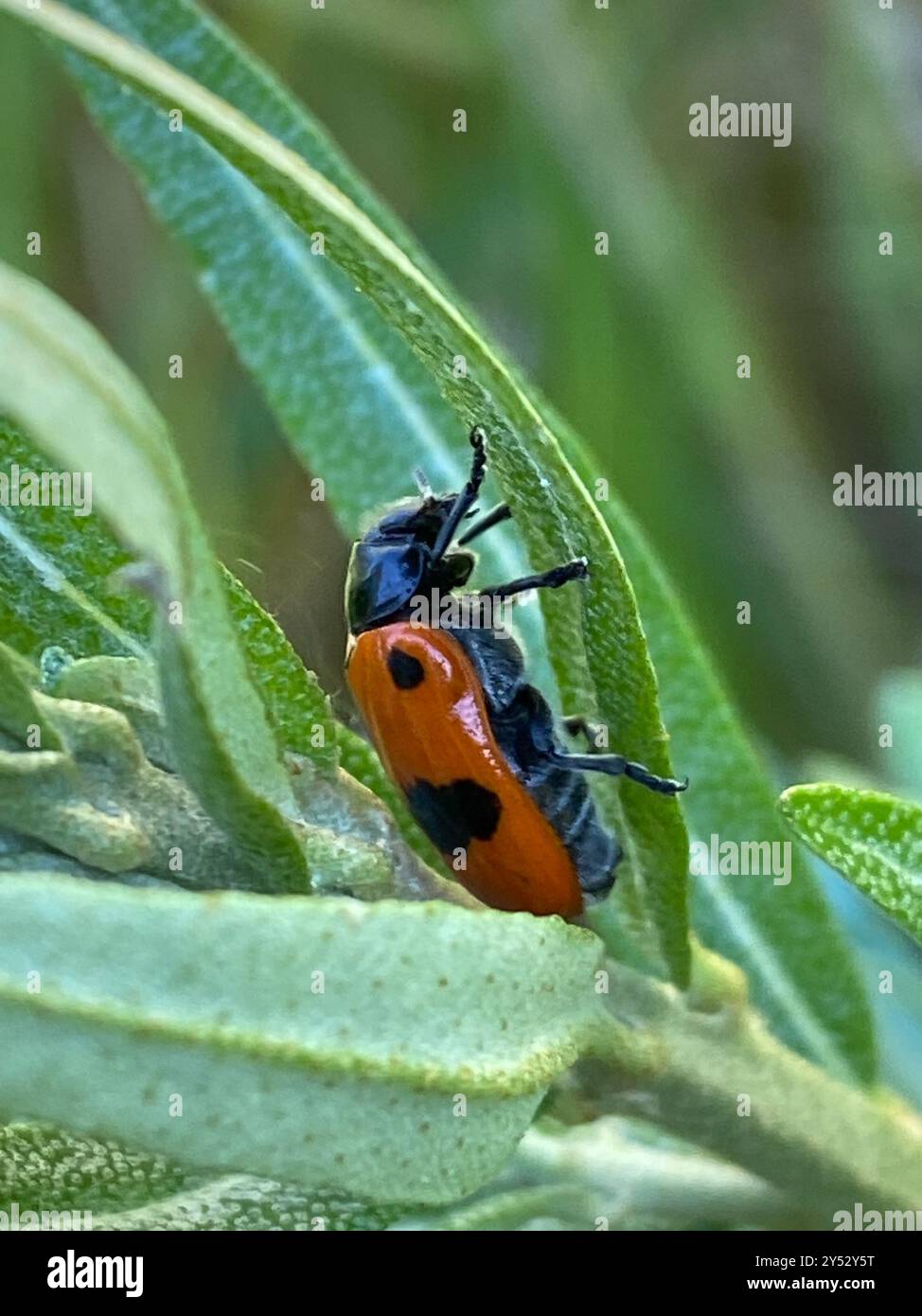 (Clytra laeviuscula) Insecta Stock Photo - Alamy
