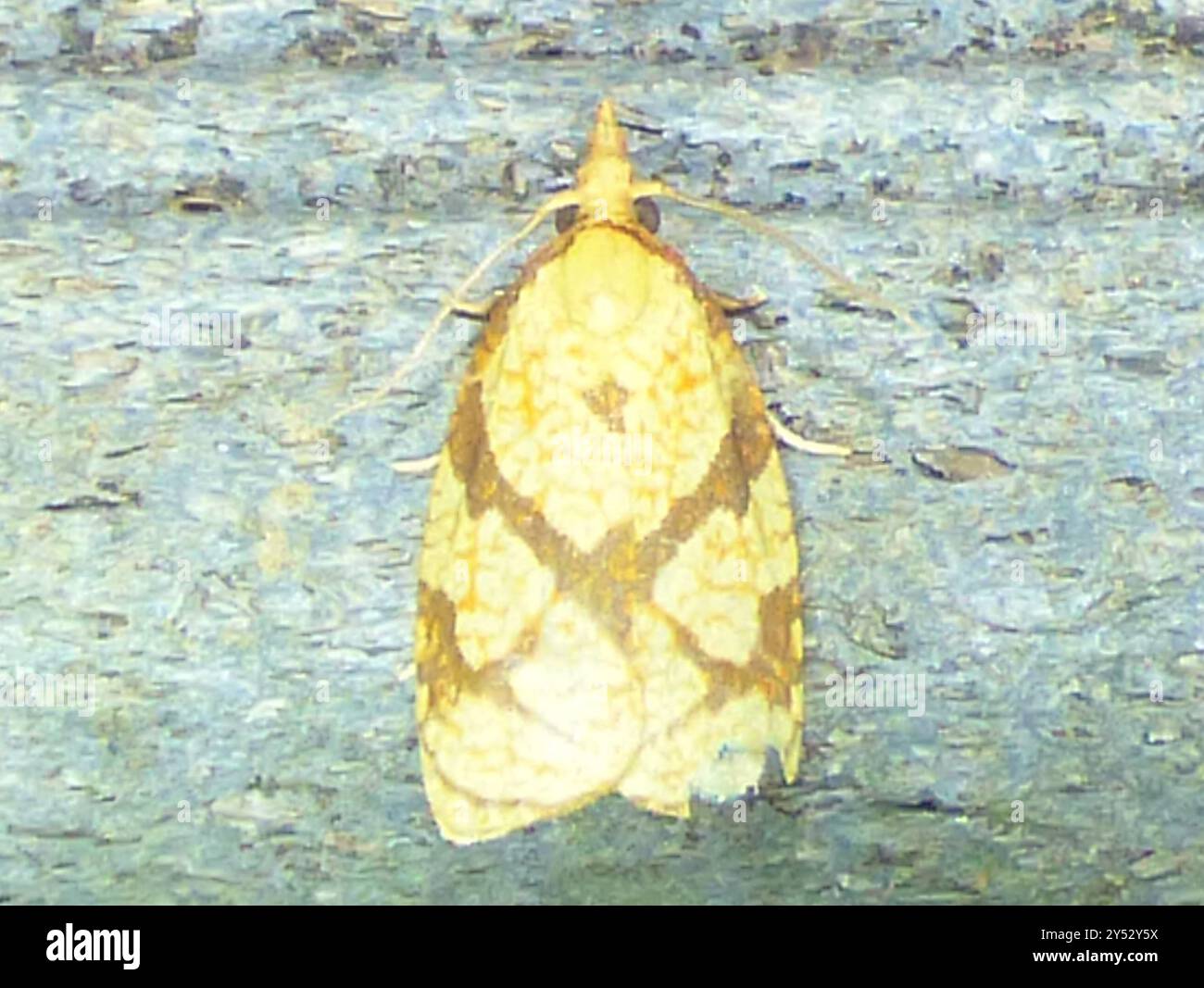 Reticulated Fruitworm Moth (Cenopis reticulatana) Insecta Stock Photo ...