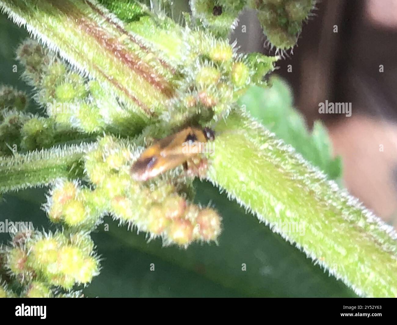 Common Nettle Flower Bug (Plagiognathus arbustorum) Insecta Stock Photo ...