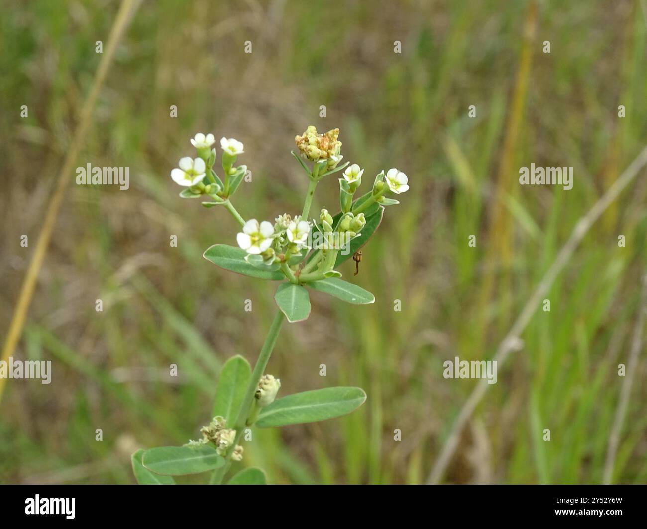 flowering spurge (Euphorbia corollata) Plantae Stock Photo - Alamy
