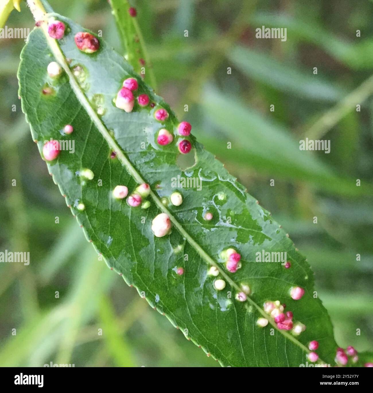 Willow Bead Gall Mite (Aculus tetanothrix) Arachnida Stock Photo - Alamy