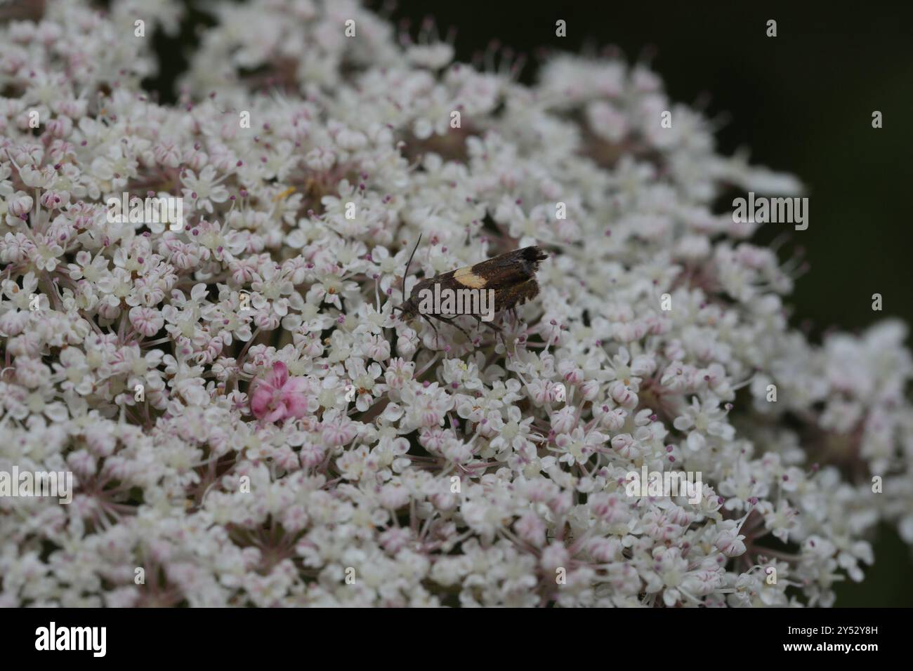 Common Drill (Dichrorampha petiverella) Insecta Stock Photo - Alamy