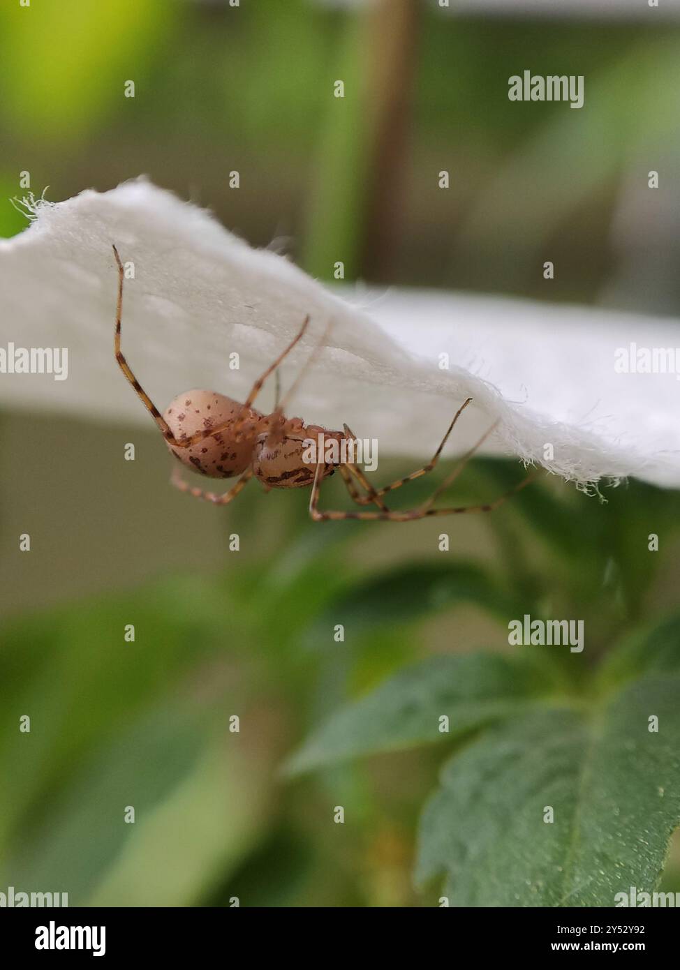 Common Spitting Spider (Scytodes thoracica) Arachnida Stock Photo - Alamy