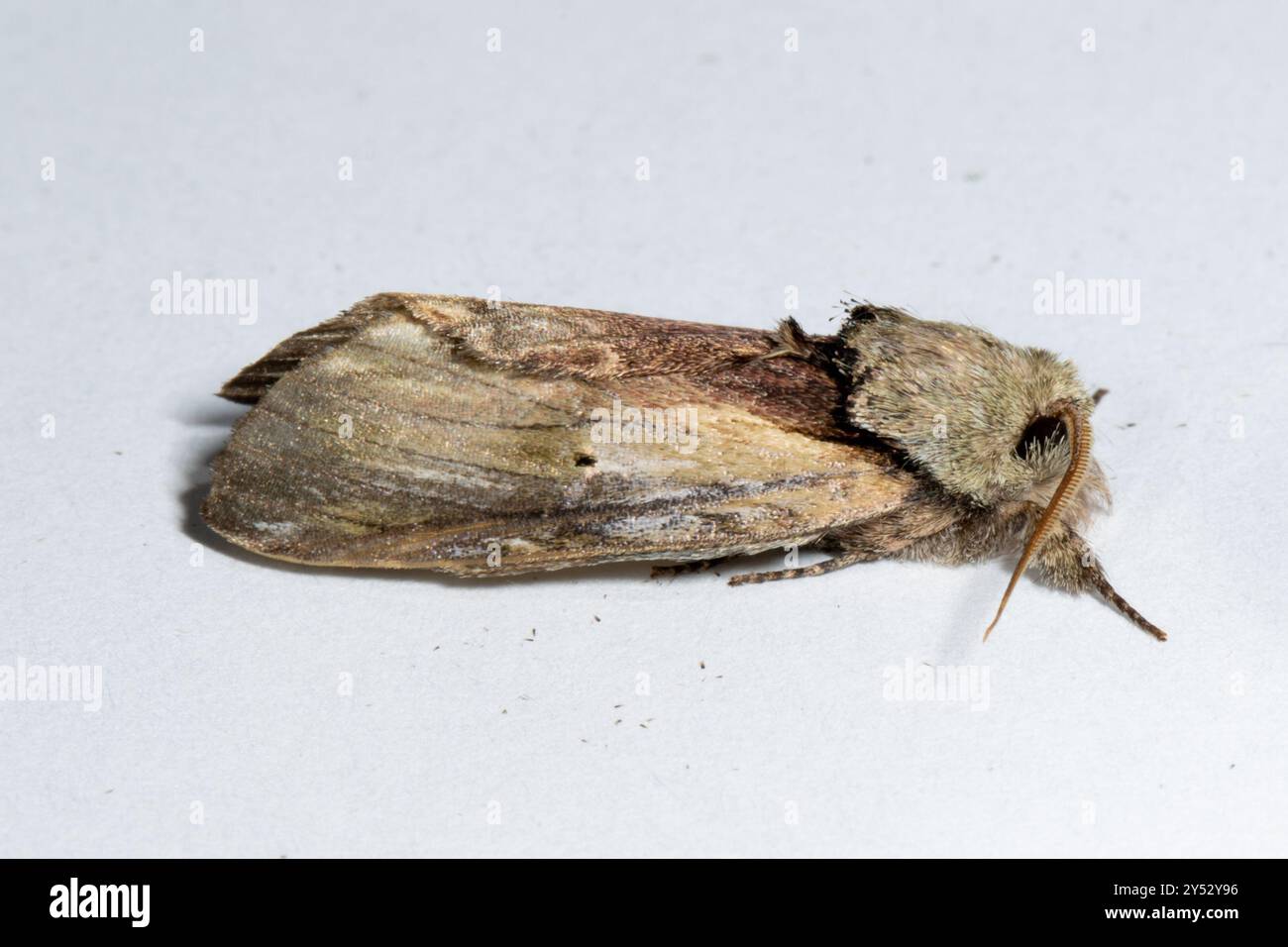 Red-humped Caterpillar Moth (Oedemasia concinna) Insecta Stock Photo ...