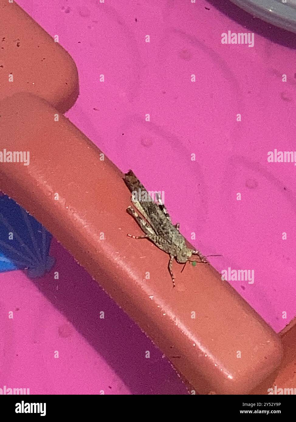 Carolina Grasshopper (Dissosteira carolina) Insecta Stock Photo - Alamy