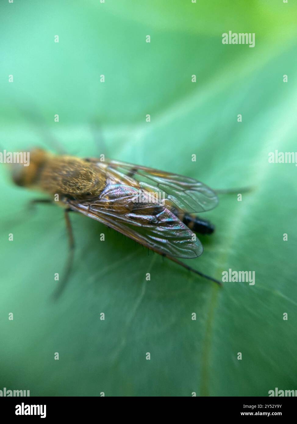 Common Stiletto (Thereva nobilitata) Insecta Stock Photo - Alamy