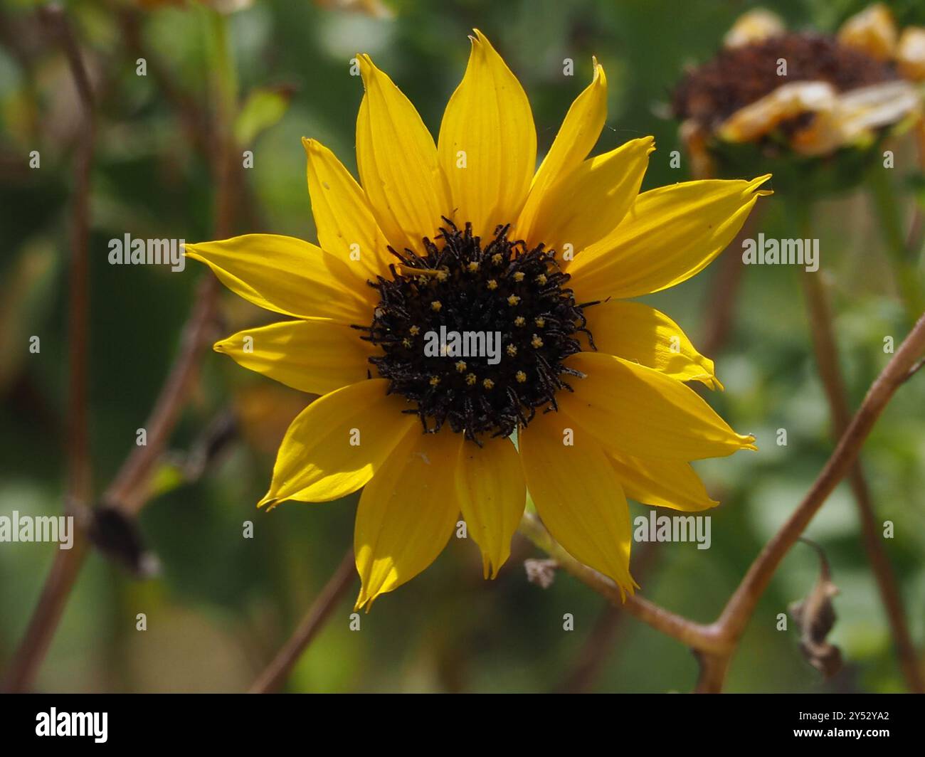 (Helianthus debilis cucumerifolius) Plantae Stock Photo - Alamy
