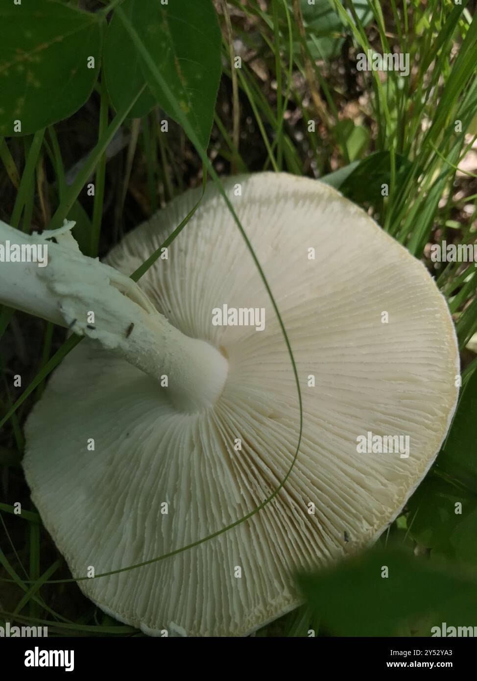 Eastern North American Destroying Angel (Amanita bisporigera) Fungi ...