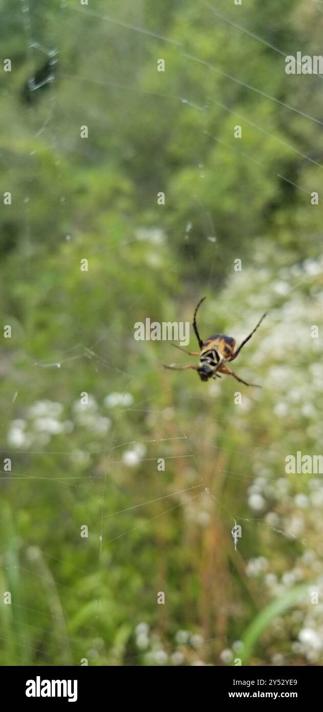 Delta Flower Scarab (Trigonopeltastes delta) Insecta Stock Photo - Alamy
