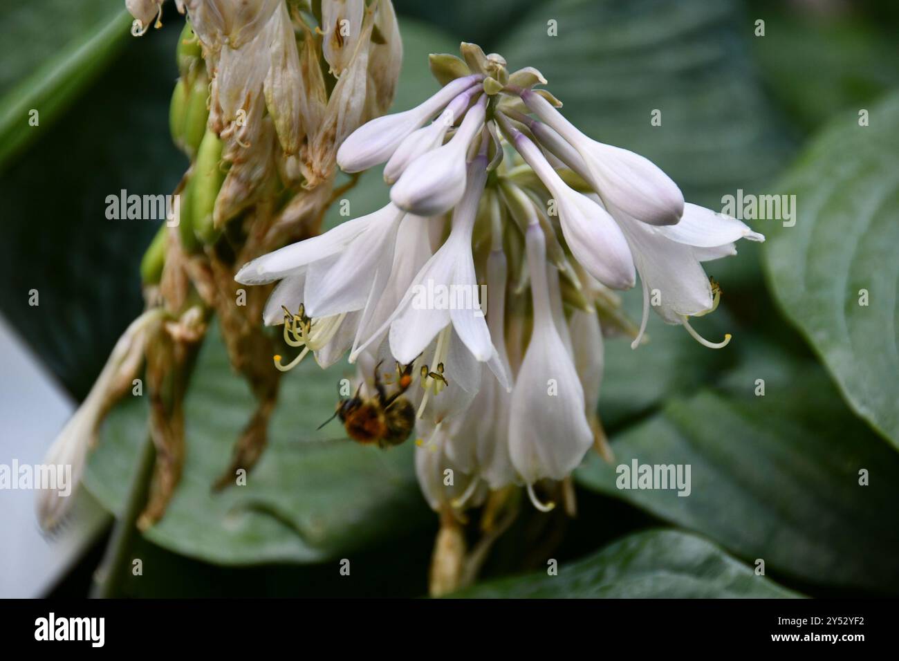 Bees and Apoid Wasps (Apoidea) Insecta Stock Photo - Alamy