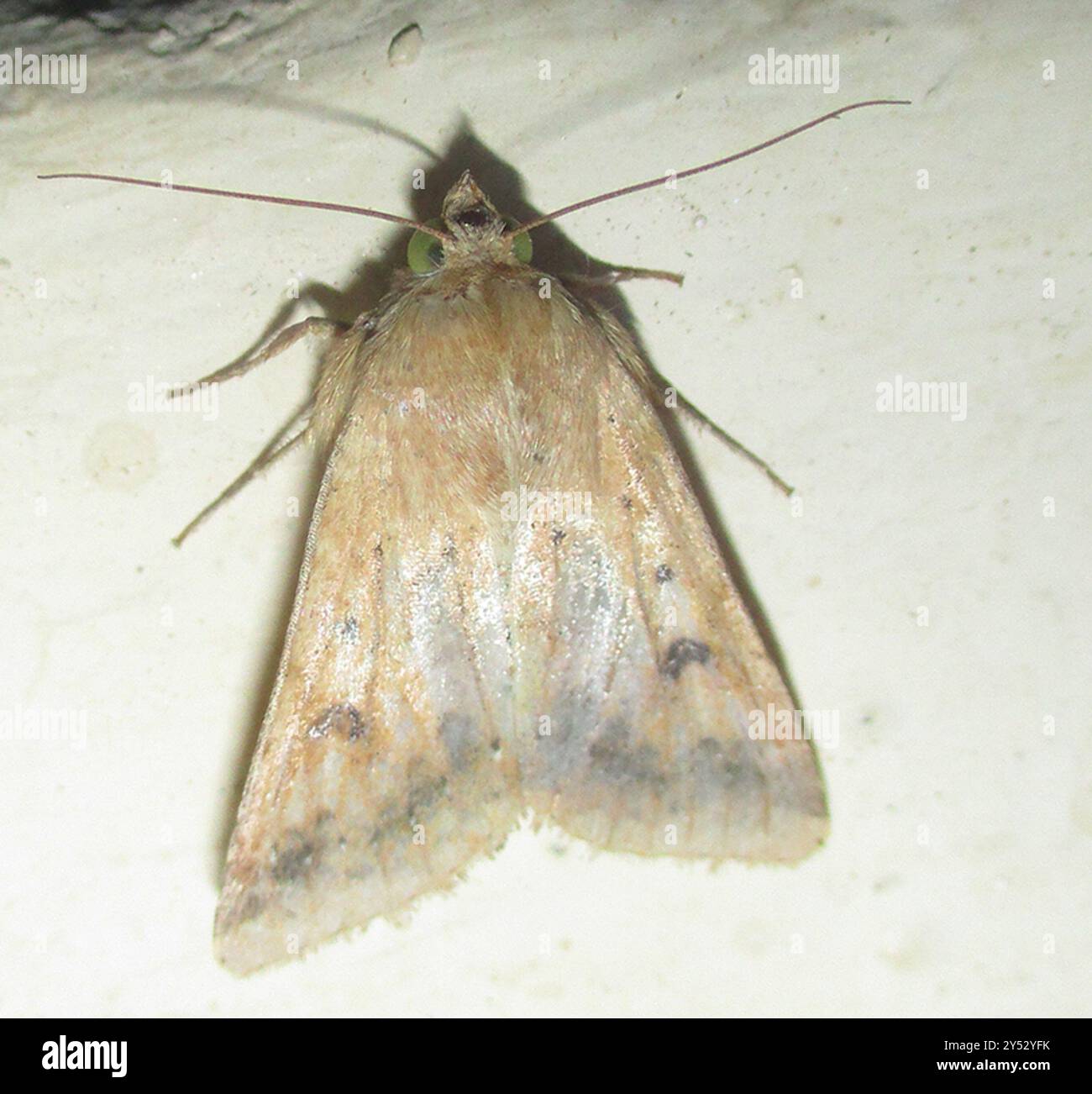 Cotton Bollworm Moth (Helicoverpa armigera) Insecta Stock Photo - Alamy