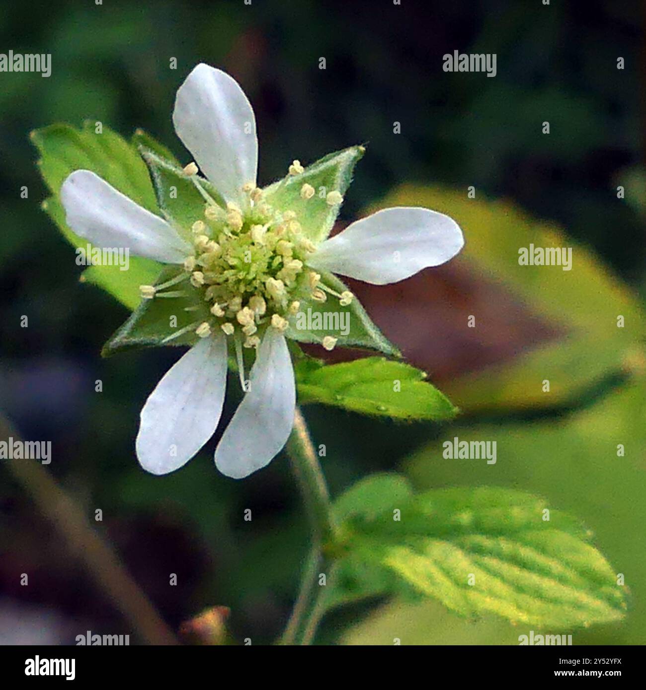 white avens (Geum canadense) Plantae Stock Photo - Alamy