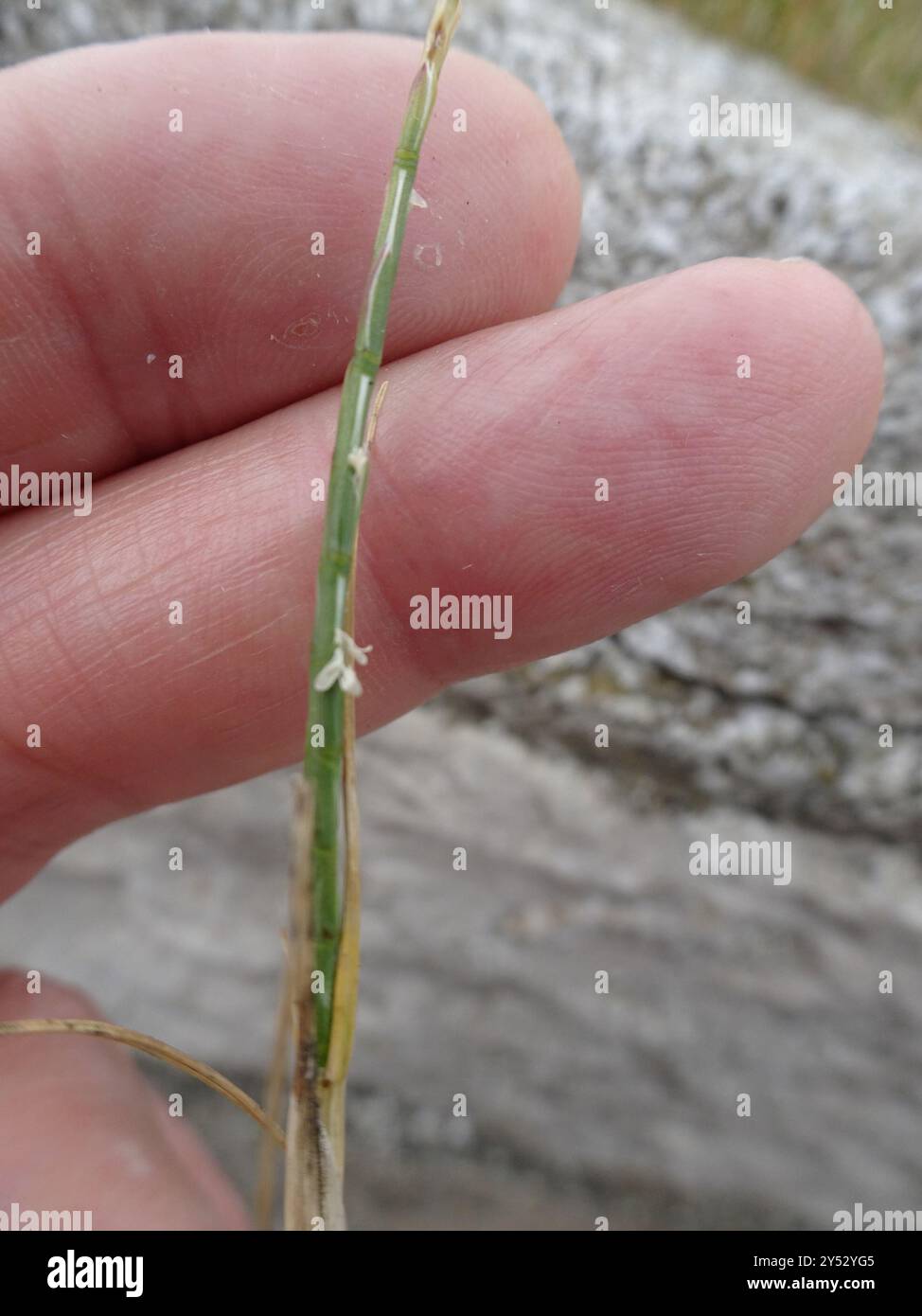 Hard-grass (Parapholis strigosa) Plantae Stock Photo - Alamy