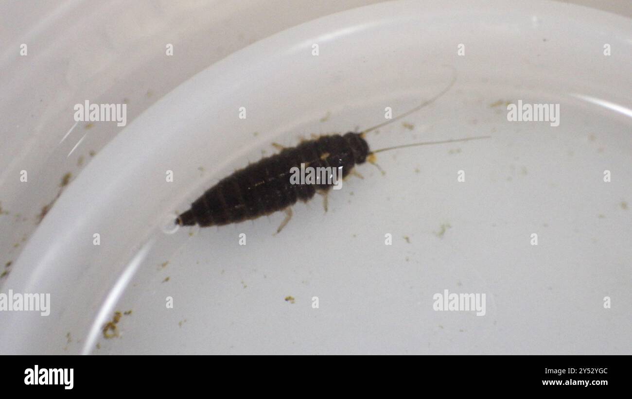 Marsh Beetles (Scirtidae) Insecta Stock Photo - Alamy