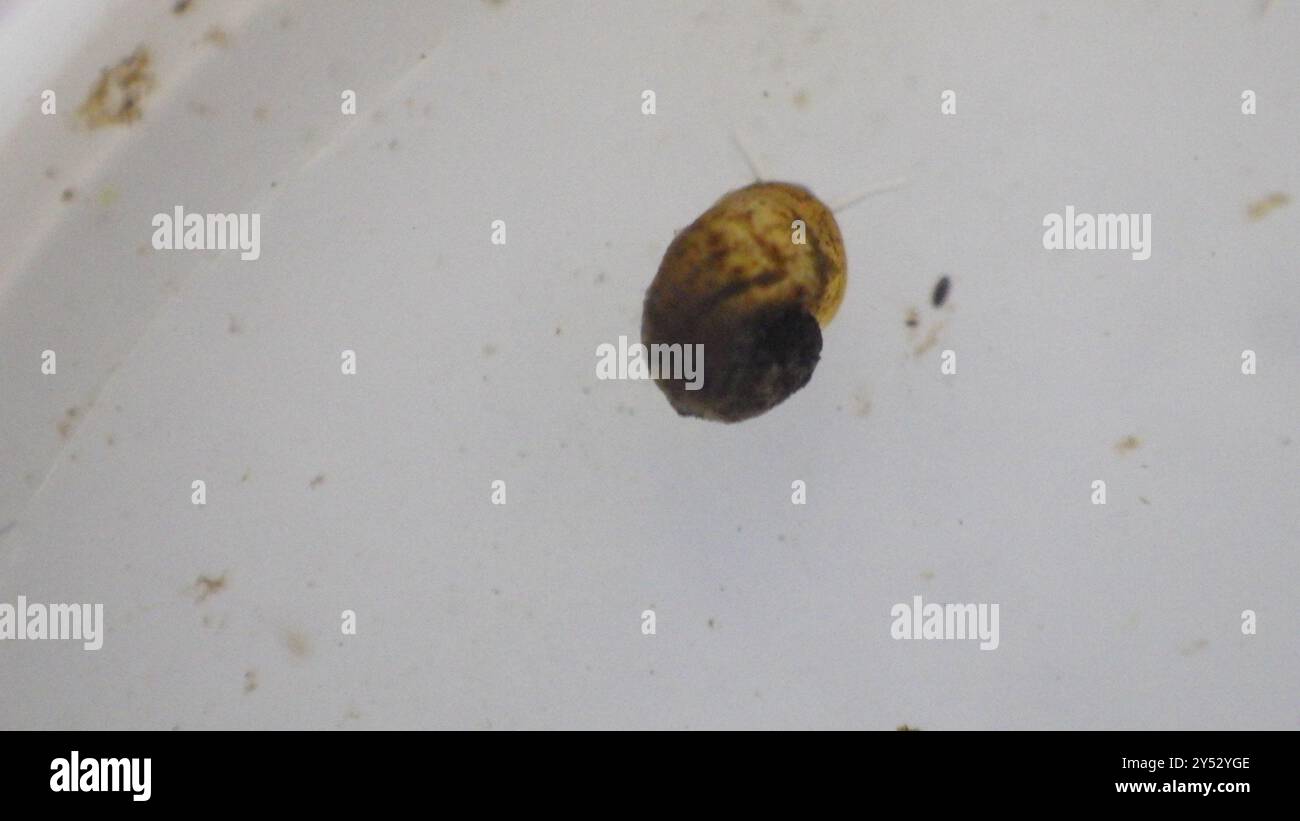 Hydrobiid Mud Snails (Hydrobiidae) Mollusca Stock Photo - Alamy