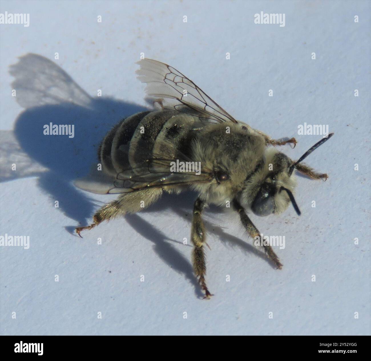 Urbane Digger Bee (Anthophora urbana) Insecta Stock Photo - Alamy