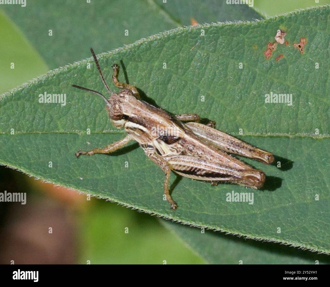 North American Spur-throated Grasshoppers (Melanoplus) Insecta Stock ...