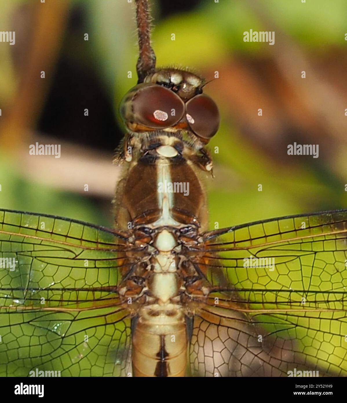 Needham's Skimmer (Libellula needhami) Insecta Stock Photo - Alamy