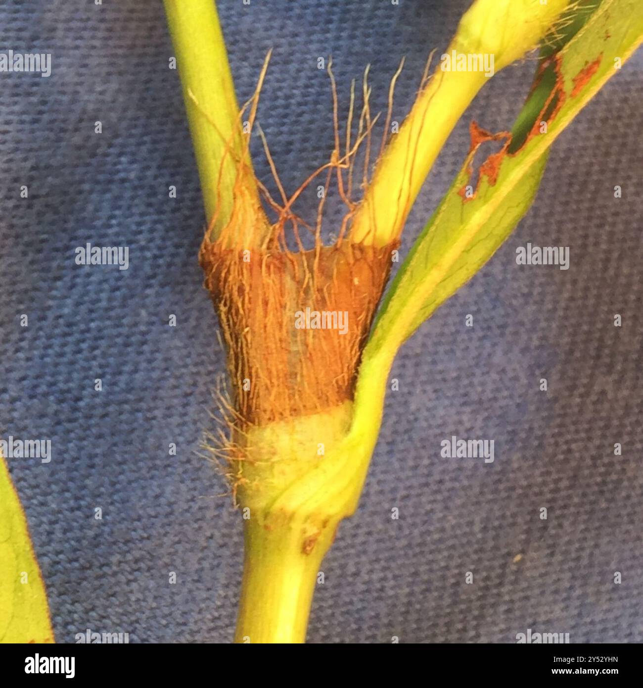 Bog Smartweed (Persicaria setacea) Plantae Stock Photo - Alamy