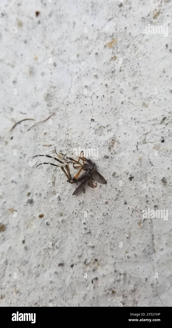 Gallinipper (Psorophora ciliata) Insecta Stock Photo - Alamy