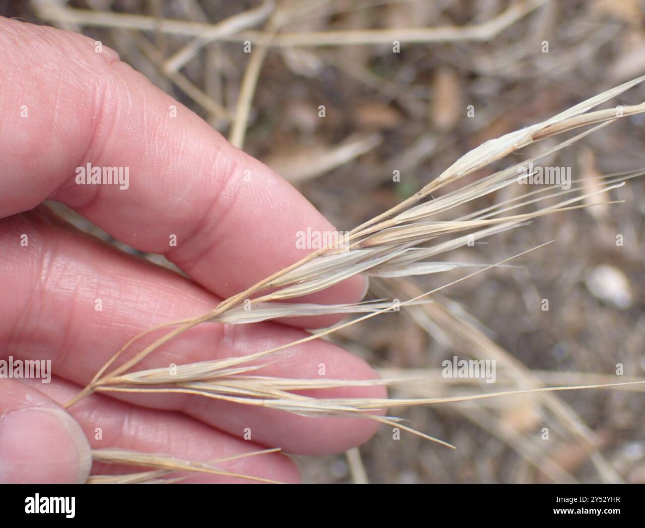 tall oat grass (Arrhenatherum elatius) Plantae Stock Photo - Alamy