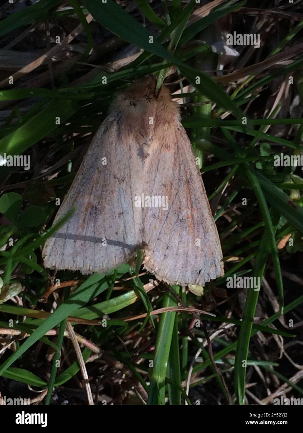 The Clay (Mythimna ferrago) Insecta Stock Photo - Alamy
