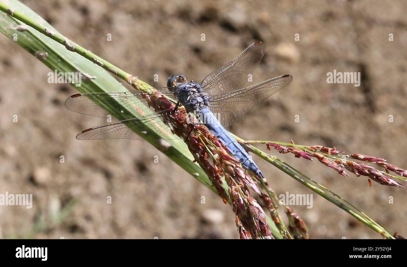 Southern Skimmer (Orthetrum brunneum) Insecta Stock Photo - Alamy
