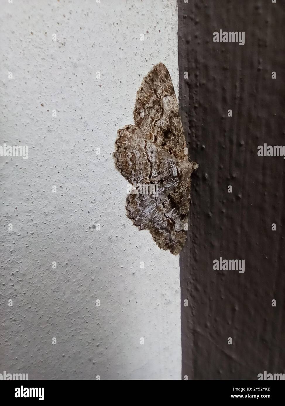 Mottled Beauty (Alcis repandata) Insecta Stock Photo - Alamy