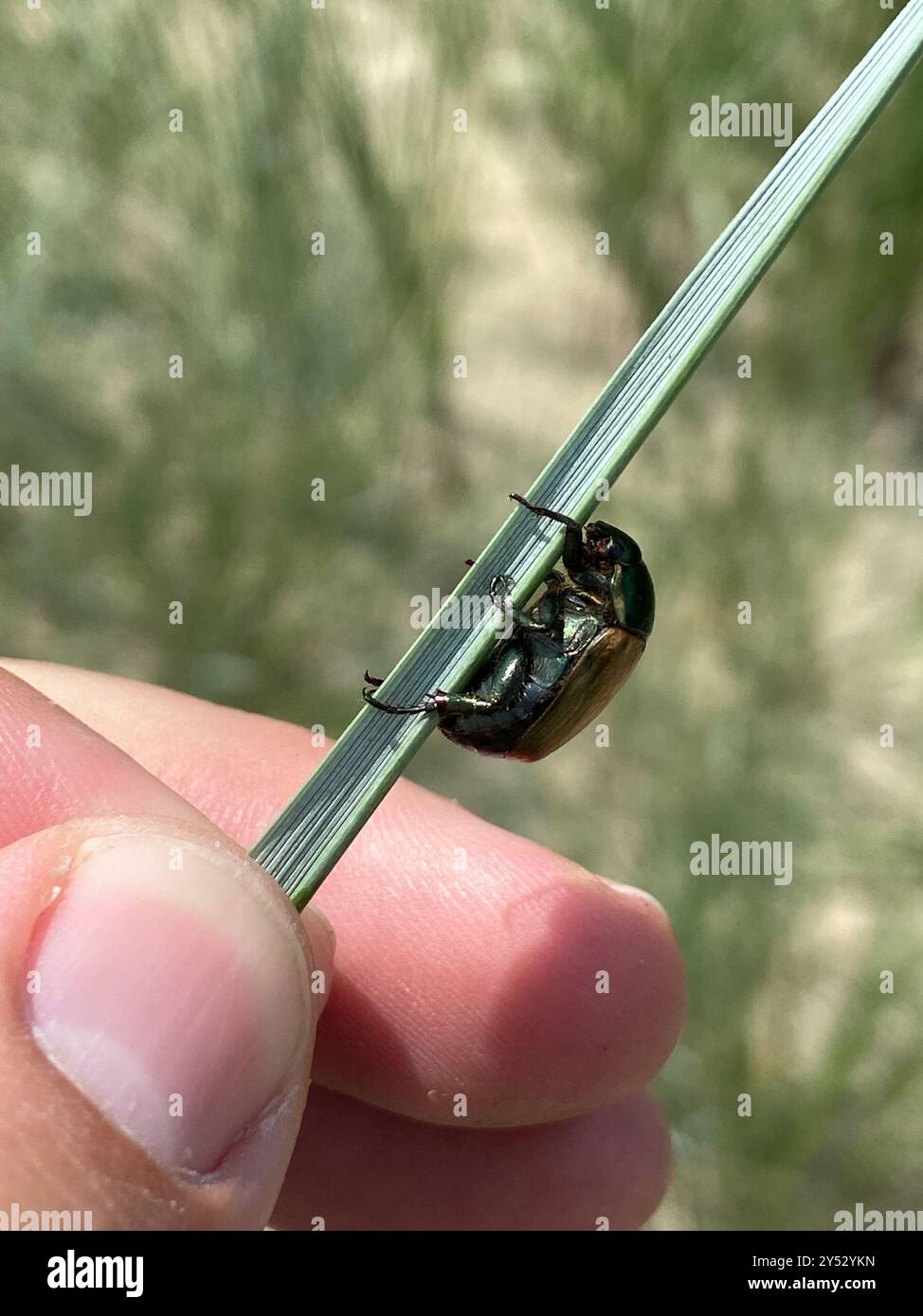 Dune Chafer (Anomala dubia) Insecta Stock Photo - Alamy