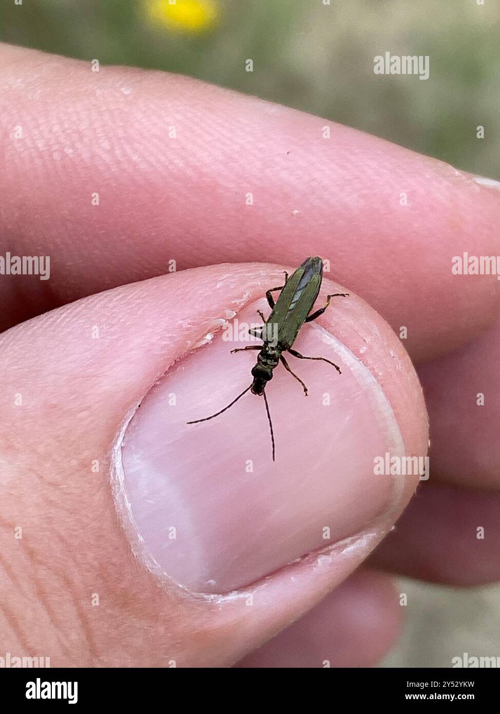 Yellow-legged Thick-legged Flower Beetle (Oedemera flavipes) Insecta ...
