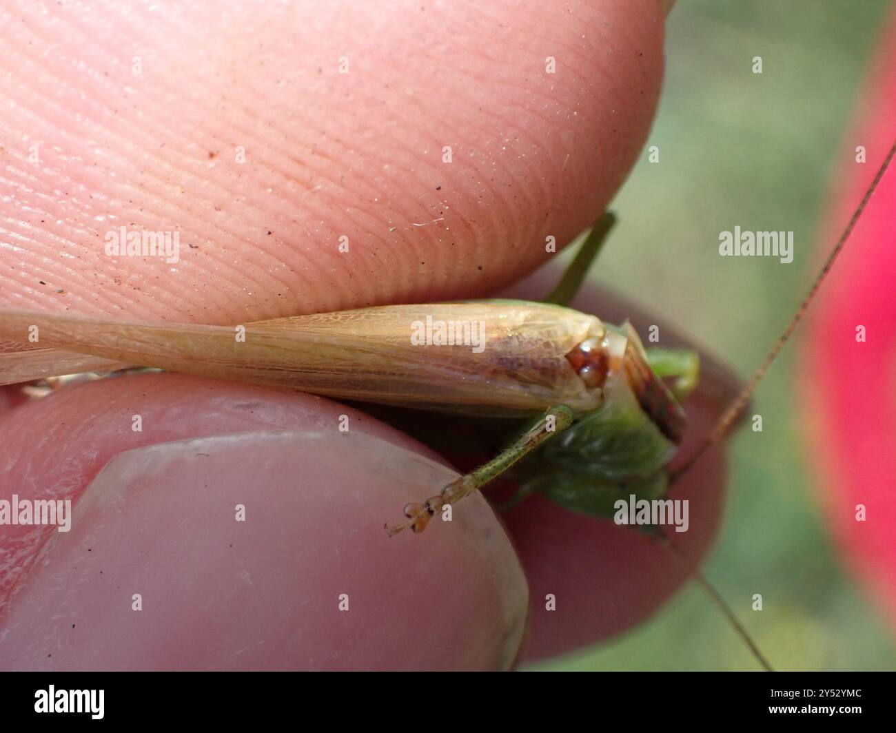 Long-winged Conehead (Conocephalus fuscus) Insecta Stock Photo - Alamy