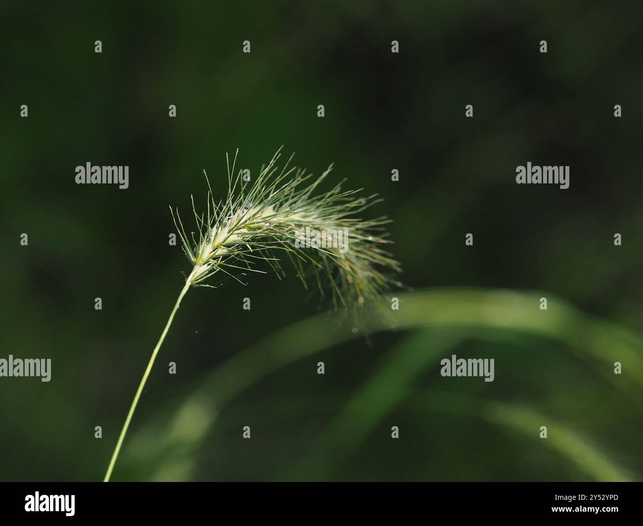Wild Ryes and Wheatgrasses (Elymus) Plantae Stock Photo - Alamy
